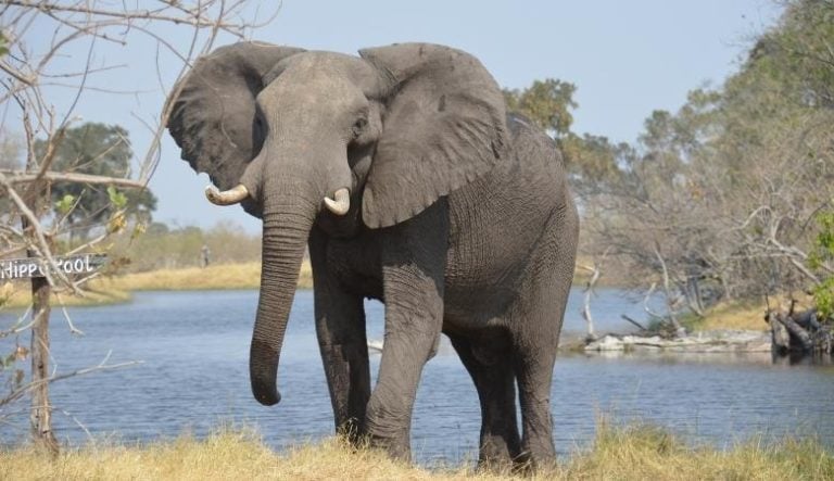 14 Things That Are About 12 Feet (ft) Long – dimensionofstuff.com