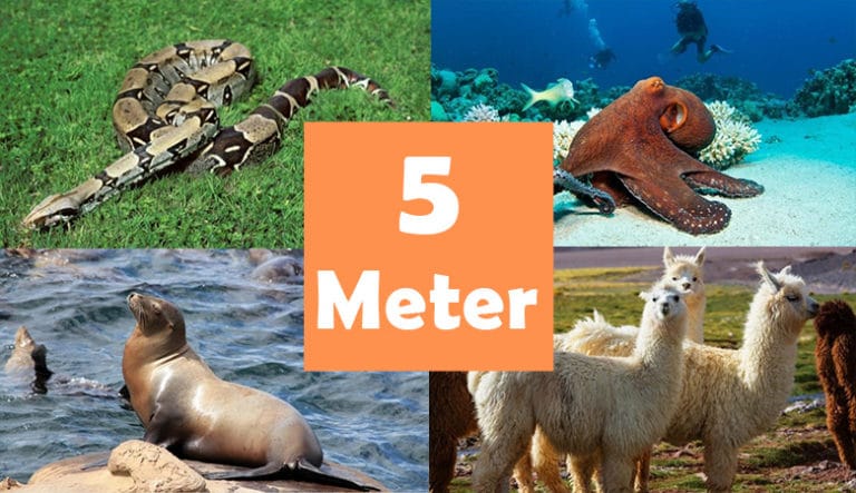 16 Things That Are About 5 Meters (m) Long – dimensionofstuff.com
