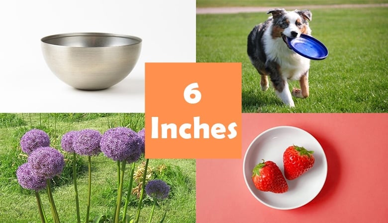 11 Things that are 6 Inches in Diameter – dimensionofstuff.com