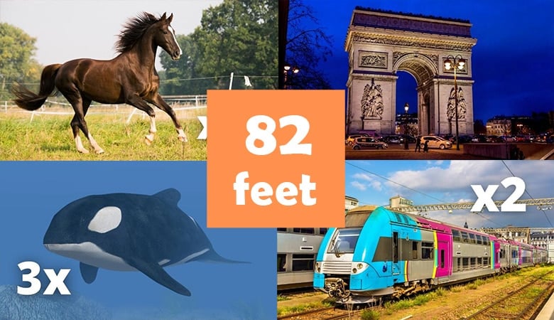 12 Things That Are About 82 Feet (ft) Long – dimensionofstuff.com